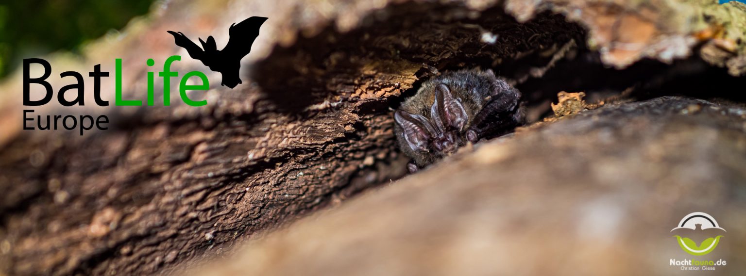 Europäische Fledermaus des Jahres 2020-2021: Mopsfledermaus ...